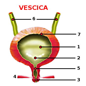 Rene - Attivazioni Biologiche